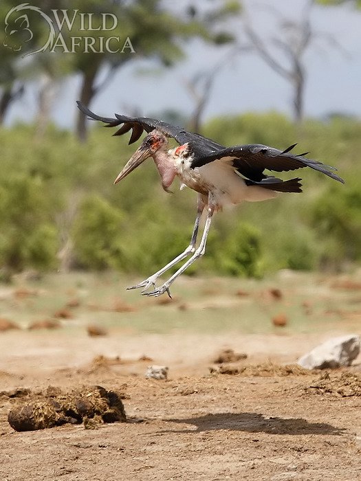 Marabu africký (Leptoptilos crumeniferus Lesson, 1831) | WildAfrica.cz ...