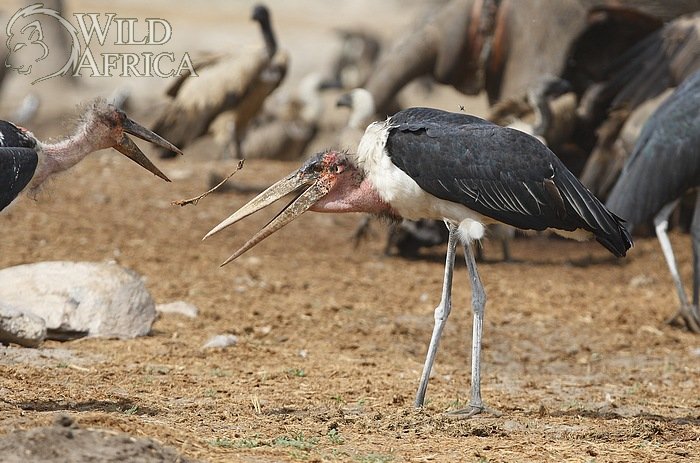 Marabu africký (Leptoptilos crumeniferus Lesson, 1831) | WildAfrica.cz ...