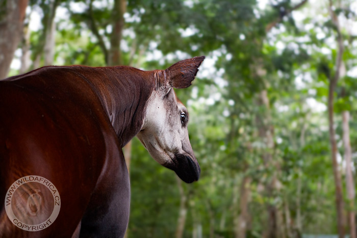 Okapi (Okapia johnstoni Sclater, 1901) | WildAfrica.cz - Encyklopedie ...